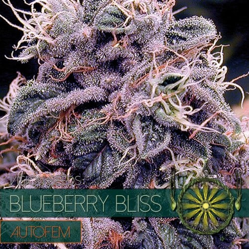 Blueberry Bliss - AutoFem – KanaFlow