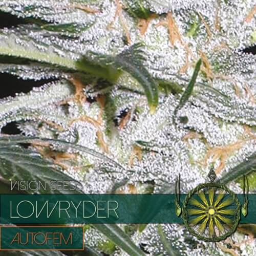 Lowryder - AutoFem – KanaFlow