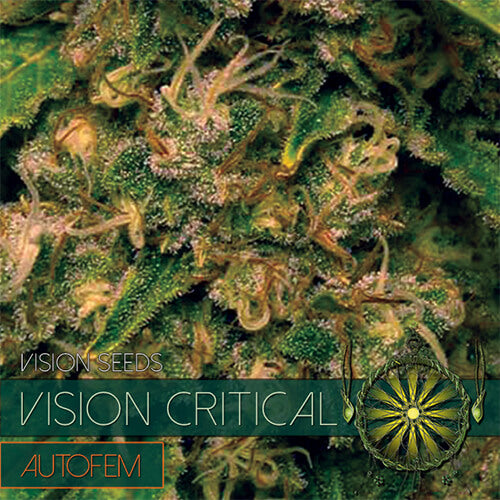 Vision Critical - AutoFem – KanaFlow